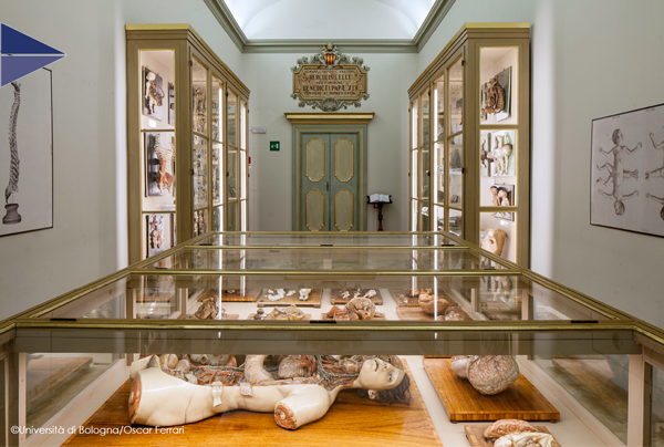 Museo Delle Cere Anatomiche Cagliari Map Collezione Delle Cere